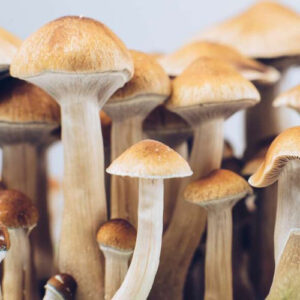 The Word “Shrooms”: A Fascinating Dive into Magic Mushrooms